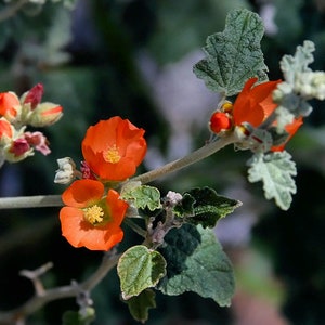 Desert Globemallow Sphaeralcea Ambigua 100 Seeds USA Company - Etsy