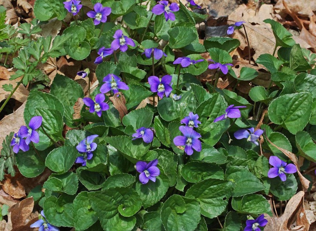 Common Blue Violet Viola Sororia 100 Seeds USA Company - Etsy