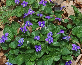 Freckled Violet Starter Plant - Etsy