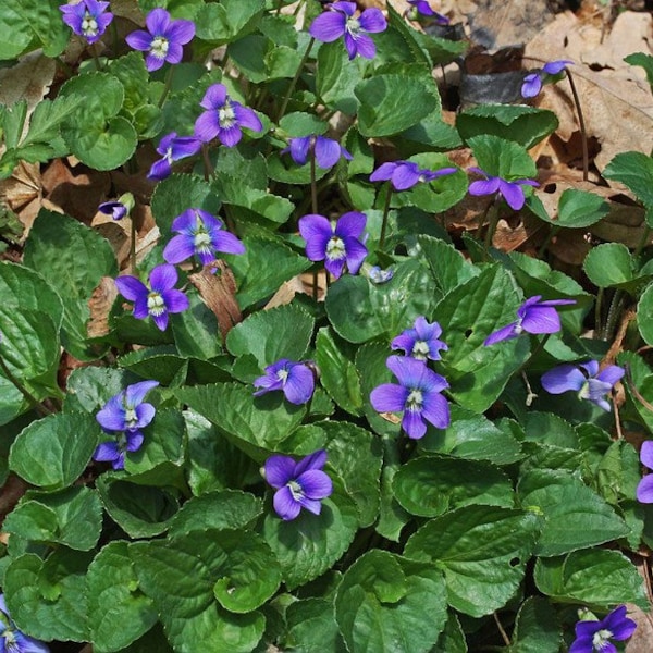 Wild Violet Seeds - Etsy