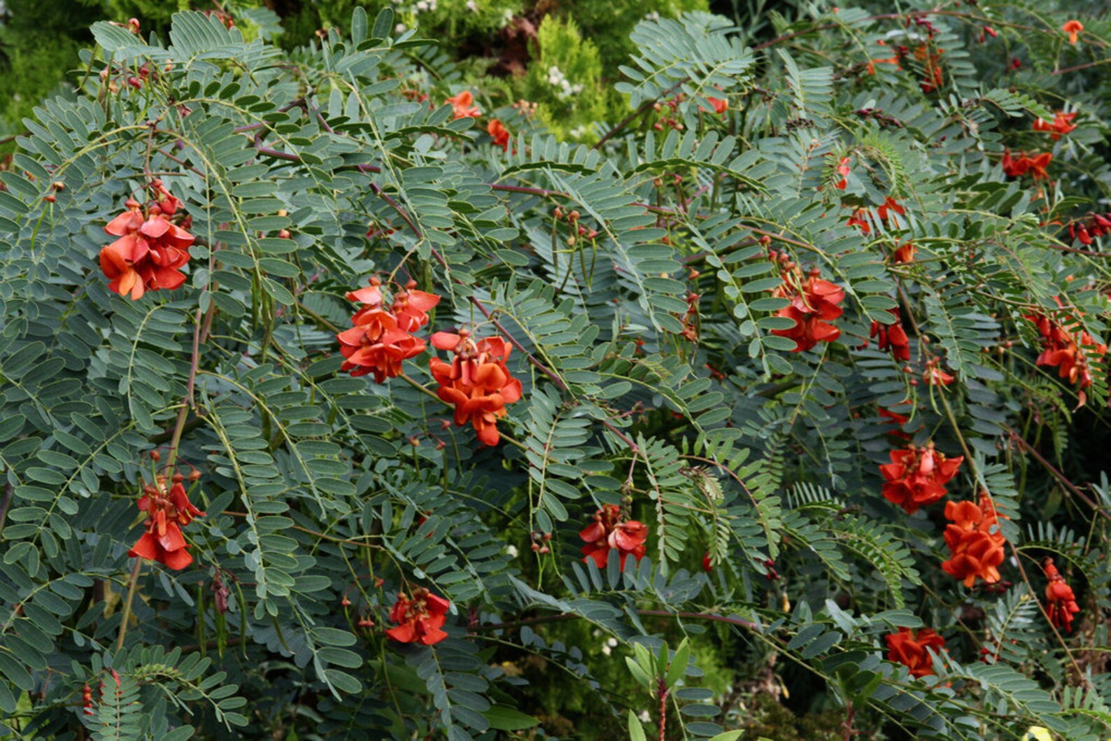 Scarlet Wisteria Sesbania Punicea 20 Seeds - Etsy