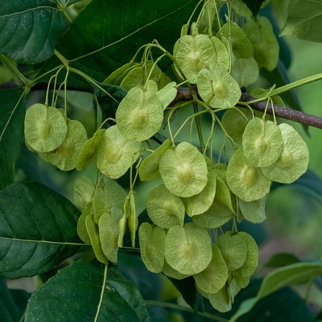 Hop Tree Ptelea Trifoliata 20 Seeds - Etsy