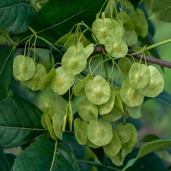 Hop Tree Ptelea Trifoliata 20 Seeds - Etsy