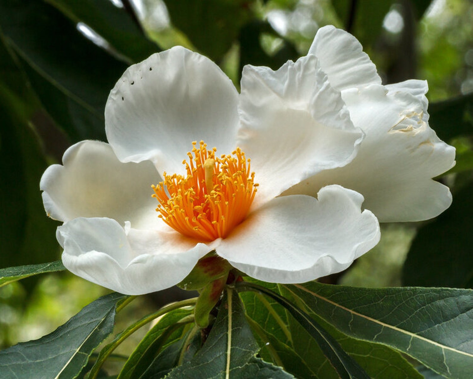 Franklin Tree Franklinia Alatamaha 10 Seeds - Etsy