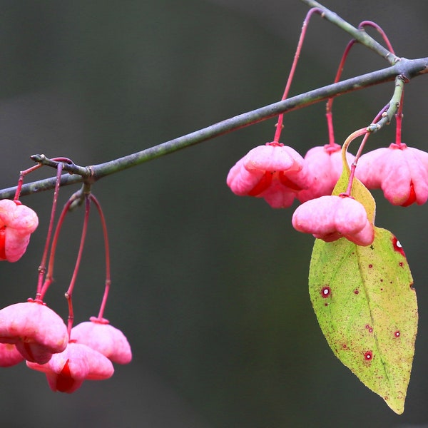 Eastern Wahoo Tree - Etsy