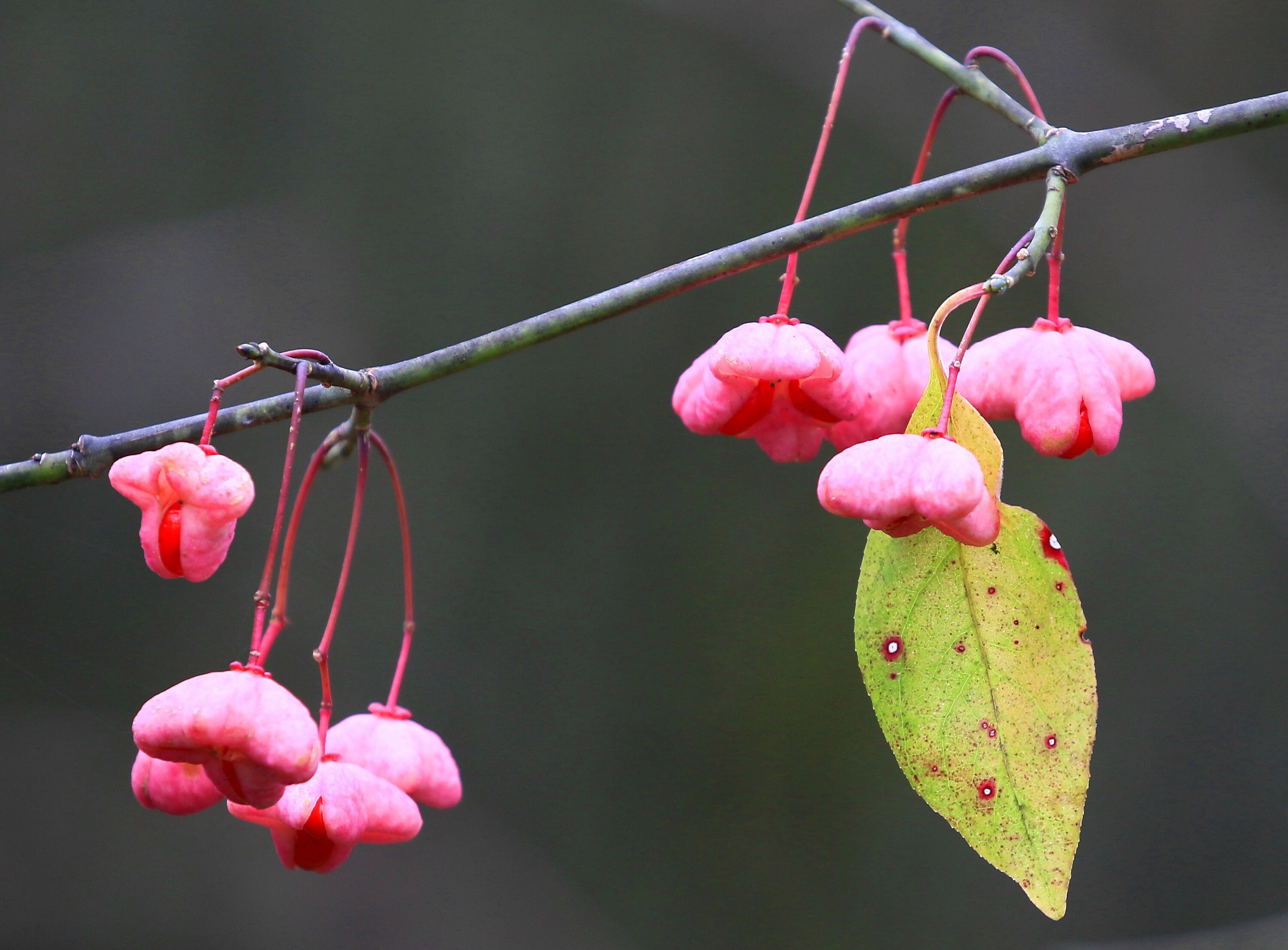 Euonymus Atropurpureus Eastern Wahoo