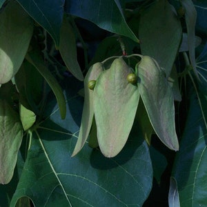 Chinese Parasol Tree Firmiana Simplex 20 Seeds - Etsy