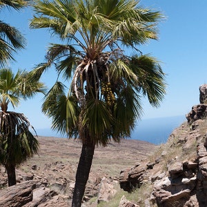 Guadalupe Palm Brahea Edulis 10 Seeds - Etsy