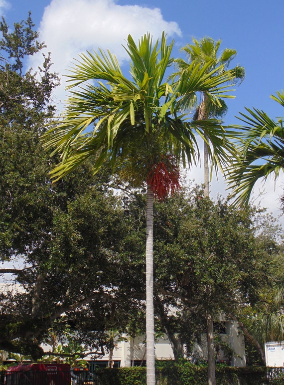 Alexander Palm Single