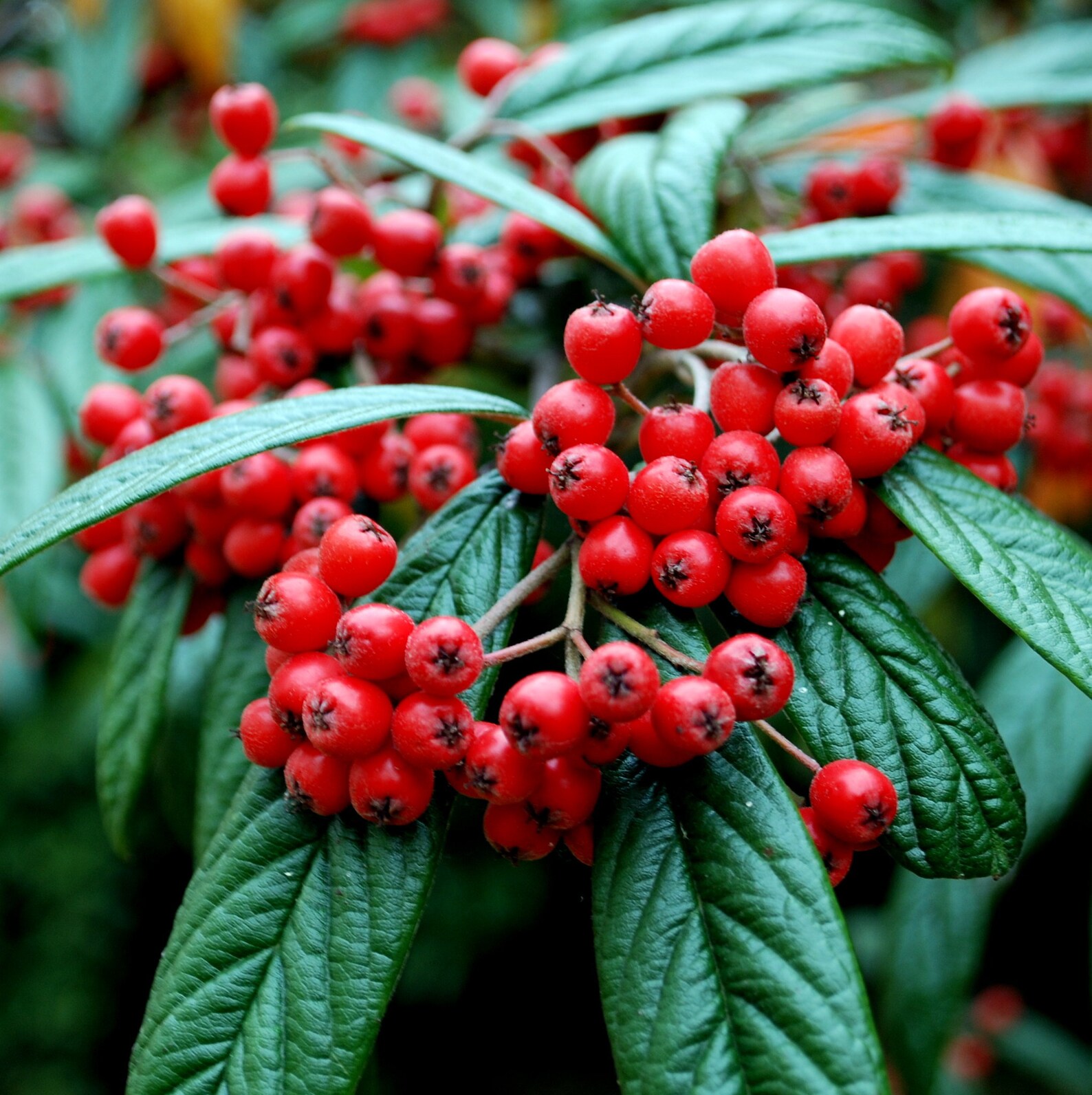 Red Clusterberry Cotoneaster Parneyi 100 Seeds - Etsy New Zealand