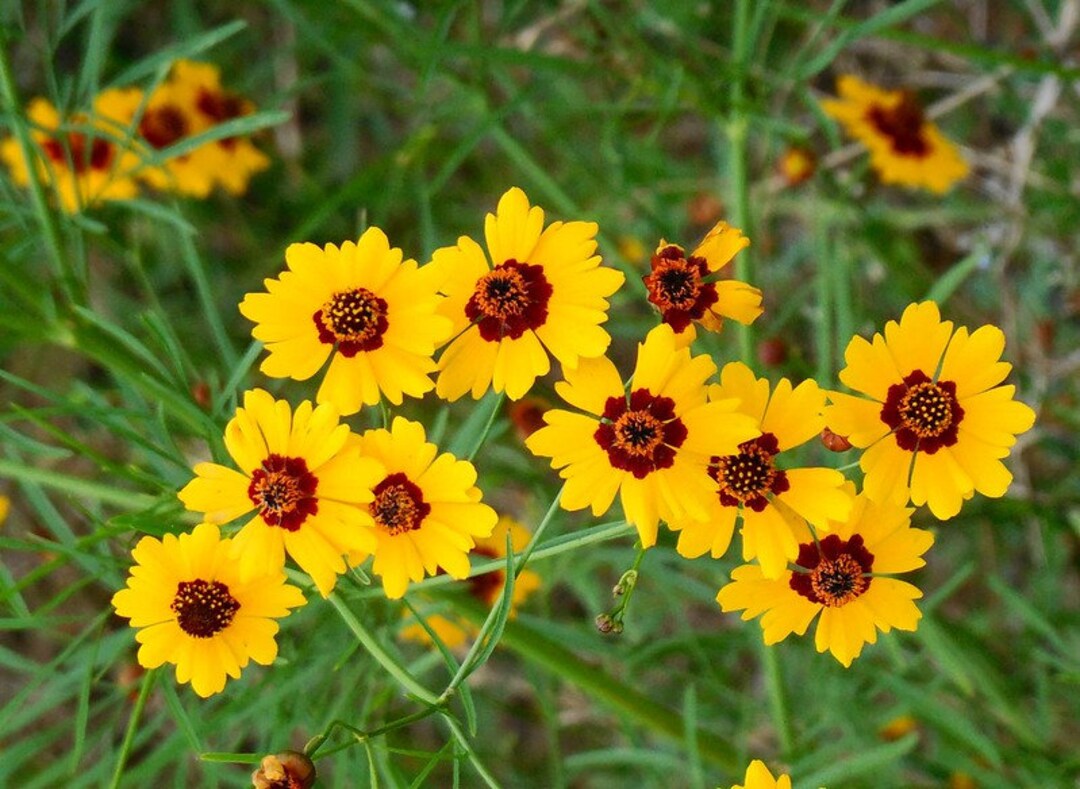 Plains Coreopsis Golden Tickseed Coreopsis Tinctoria 500 Seeds - Etsy