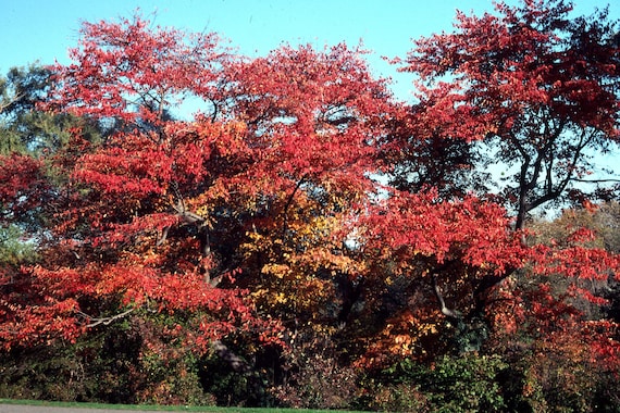 Downy Serviceberry Tree Fall