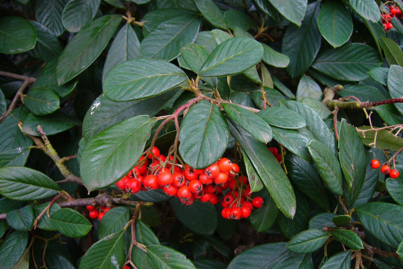Red Clusterberry Cotoneaster Parneyi 100 Seeds - Etsy New Zealand