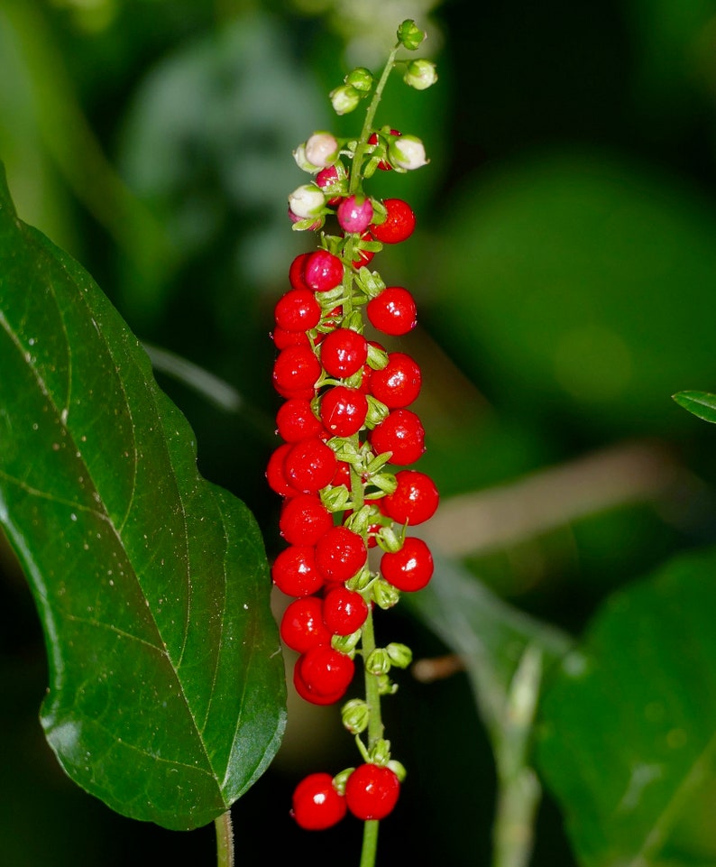 Rouge Plant Rivina humilis Organic 10 Seeds Free US | Etsy