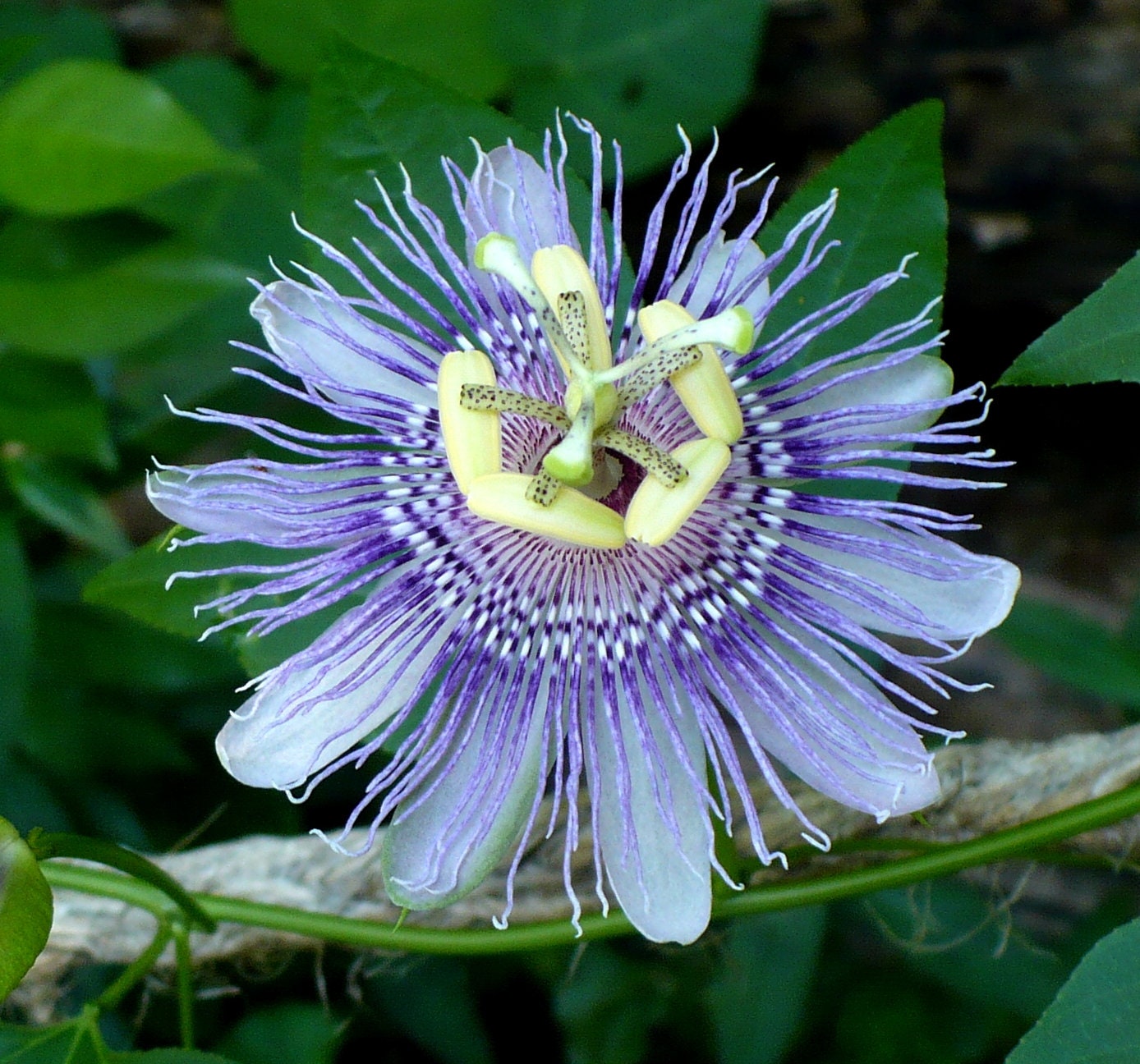 Passiflora Incarnata Flower