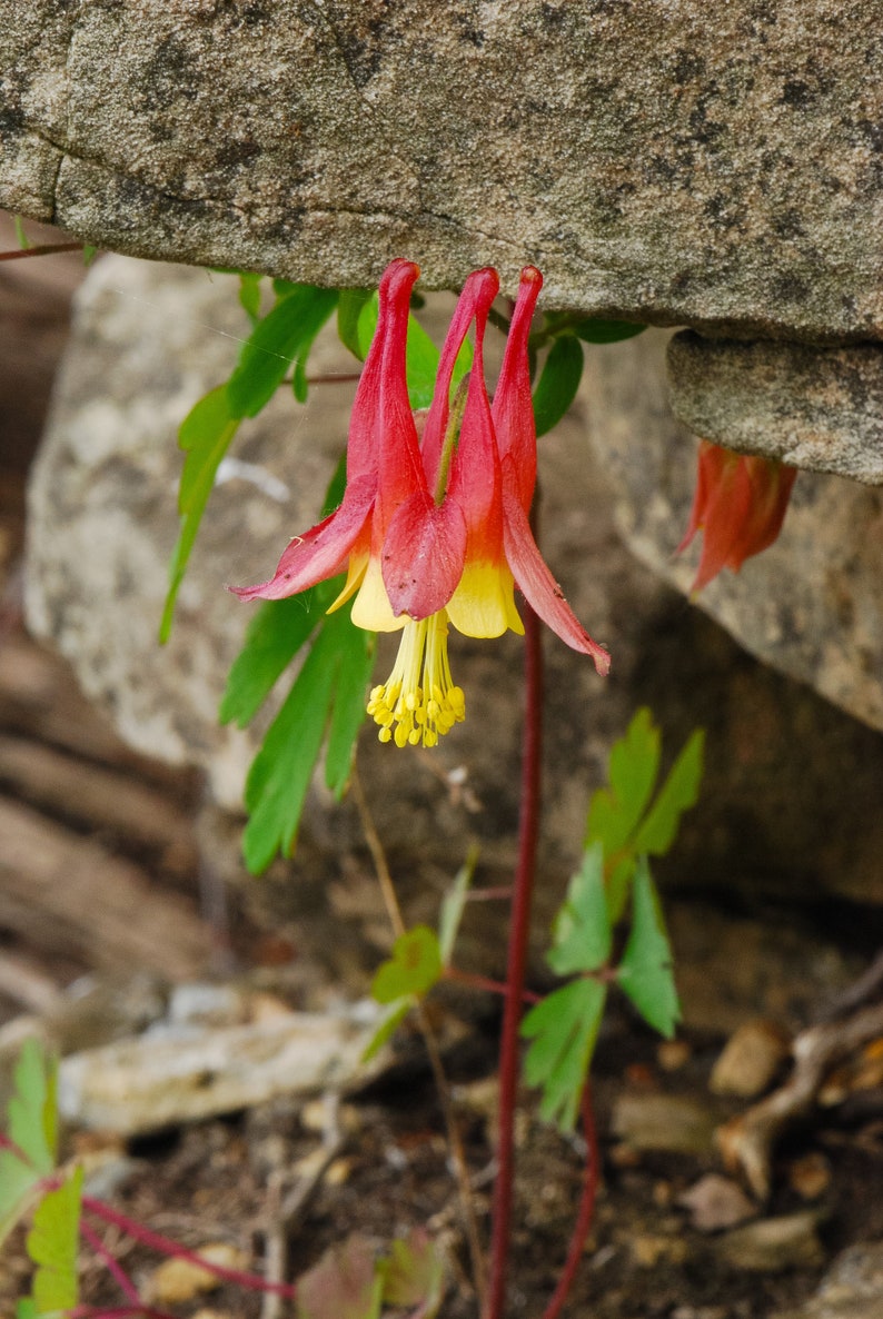 Wild Columbine Eastern Red Columbine Aquilegia Canadensis 20 - Etsy