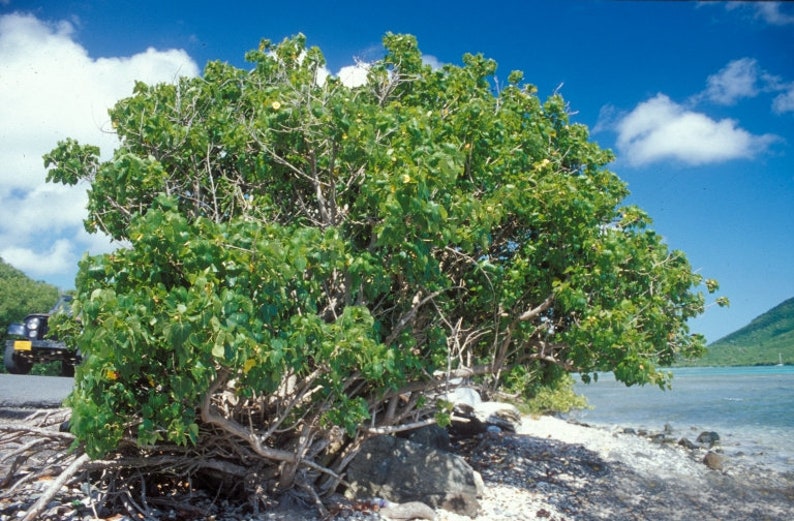 Seaside Mahoe Portia Tree Thespesia populnea 20 Seeds | Etsy