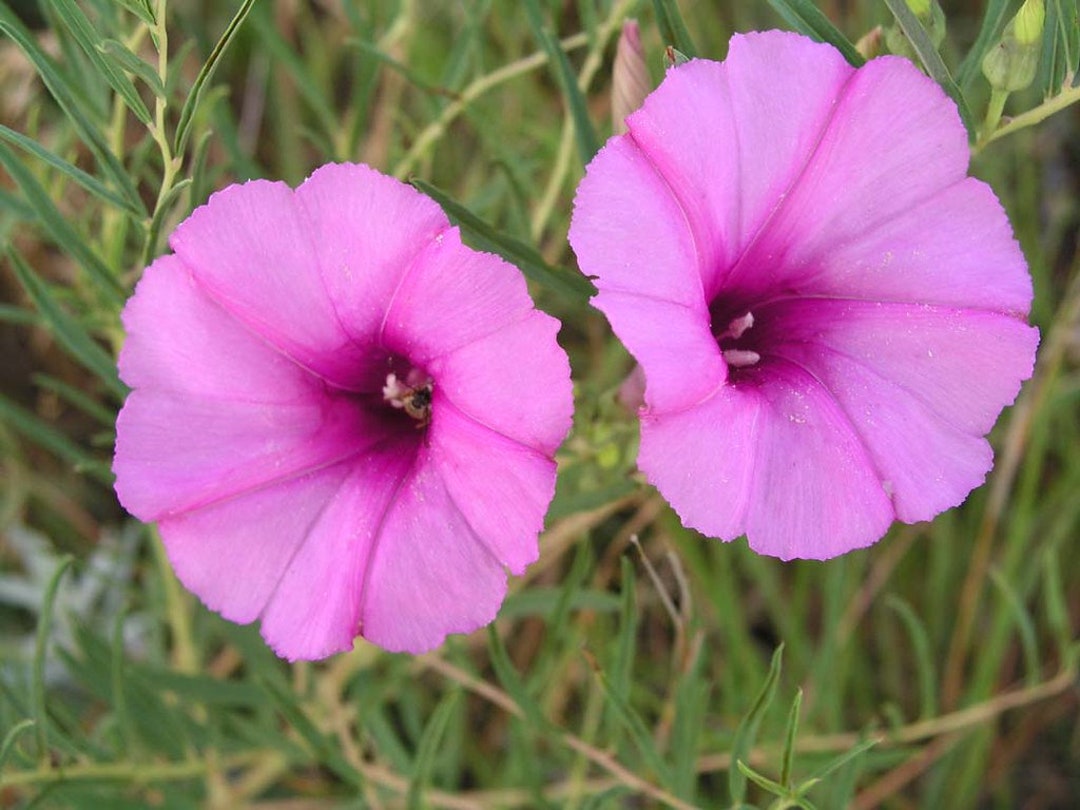 Bush Morning Glory Ipomoea Leptophylla 10 Seeds Free US Shipping - Etsy