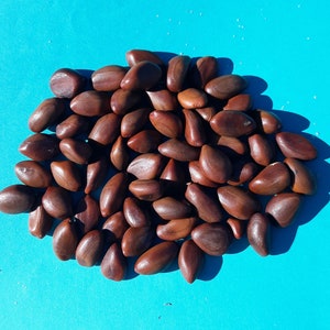 Monkey Earpod Tree Enterolobium Contortisiliquum 20 Seeds FREE SHIPPING ...