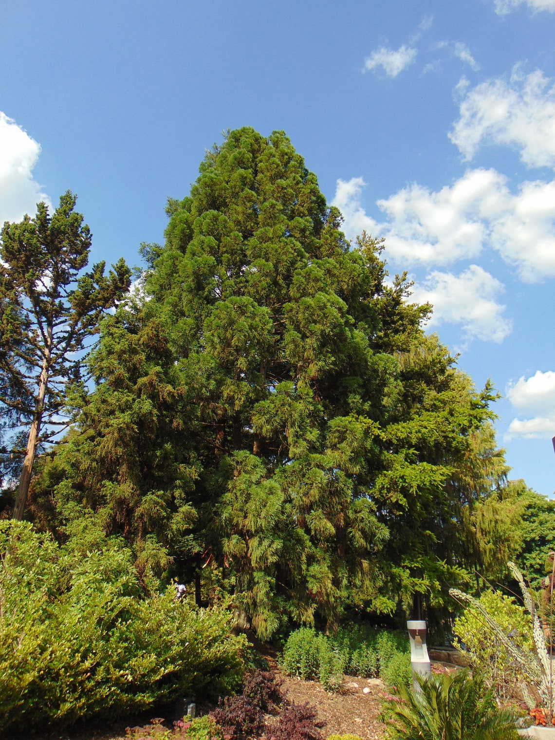 Cedro japonés Cryptomeria japonica 50 Semillas - Etsy España
