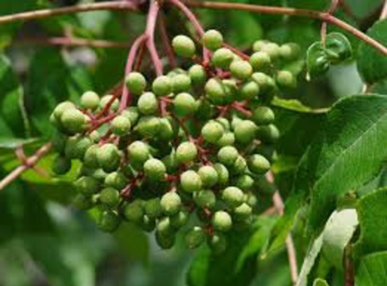 Hercules' Club Zanthoxylum Clava-herculis Organic 10 Seeds - Etsy