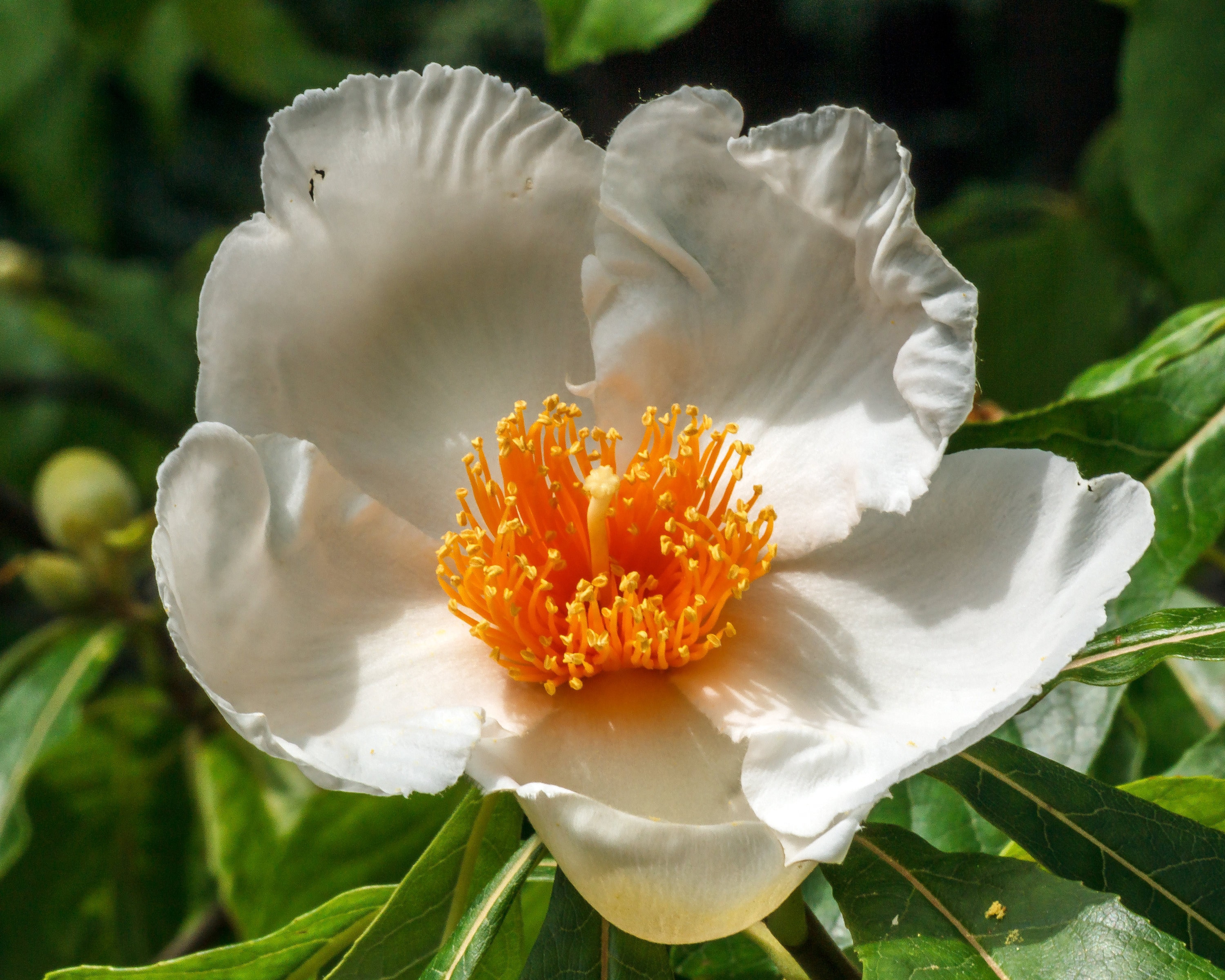 Franklin Tree Franklinia Alatamaha 10 Seeds - Etsy