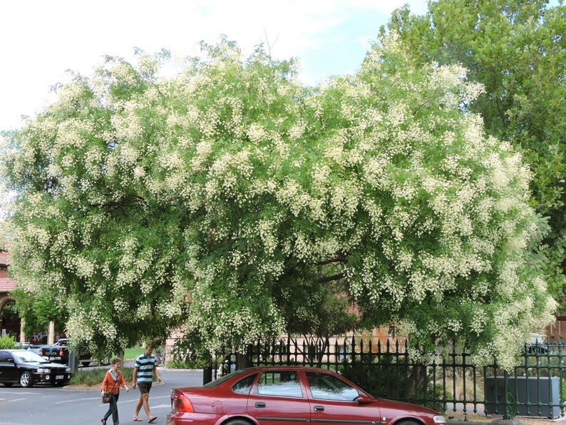 Japanese Pagoda Tree Sophora Japonica 20 Seeds - Etsy