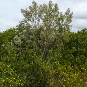 Groundsel Tree Eastern Baccharis Baccharis Halimifolia 100 Seeds - Etsy