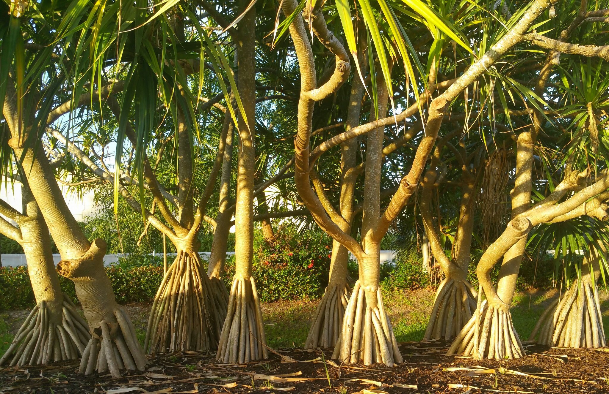 Stilt Roots Of Pandanus