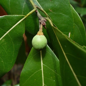 Redbay Persea Borbonia 20 Seeds USA Company - Etsy