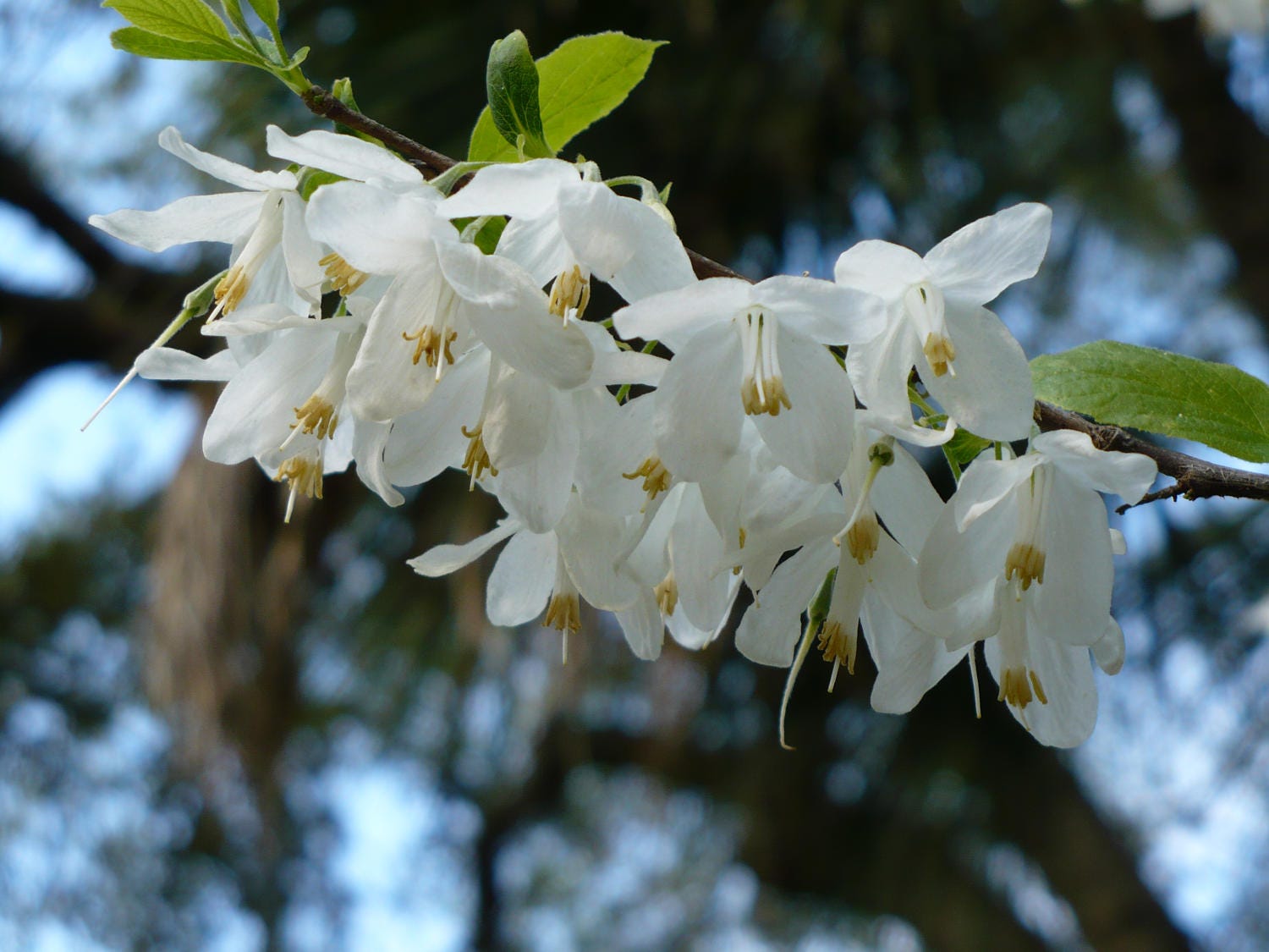Two-wing Silverbell Halesia Diptera 10 Seeds free US | Etsy Australia