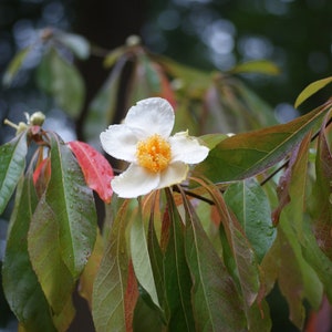 Franklin Tree Franklinia Alatamaha 10 Seeds - Etsy
