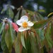 Franklin Tree Franklinia Alatamaha 10 Seeds - Etsy
