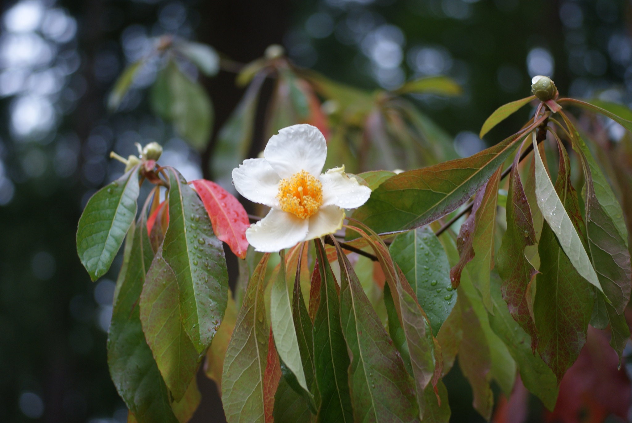 Franklin Tree Franklinia Alatamaha 10 Seeds - Etsy