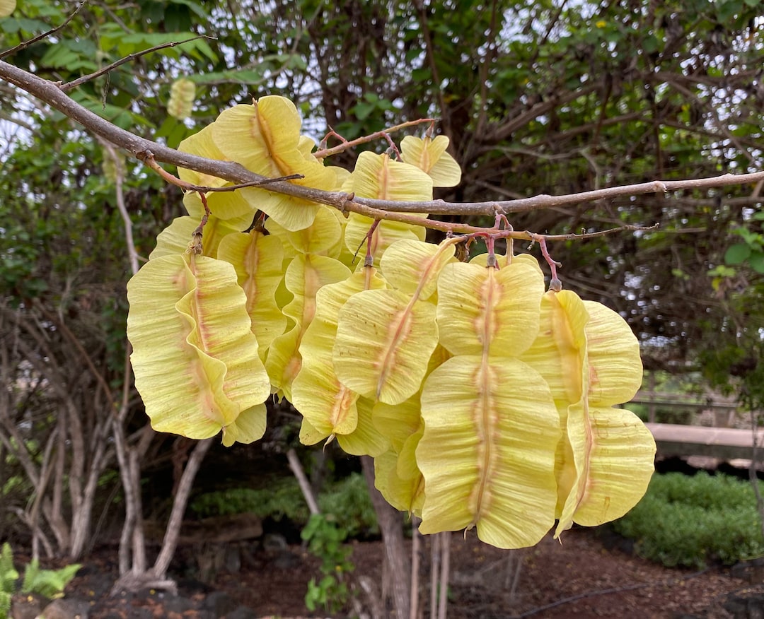 Jamaican Dogwood Piscidia Piscipula 20 Seeds - Etsy