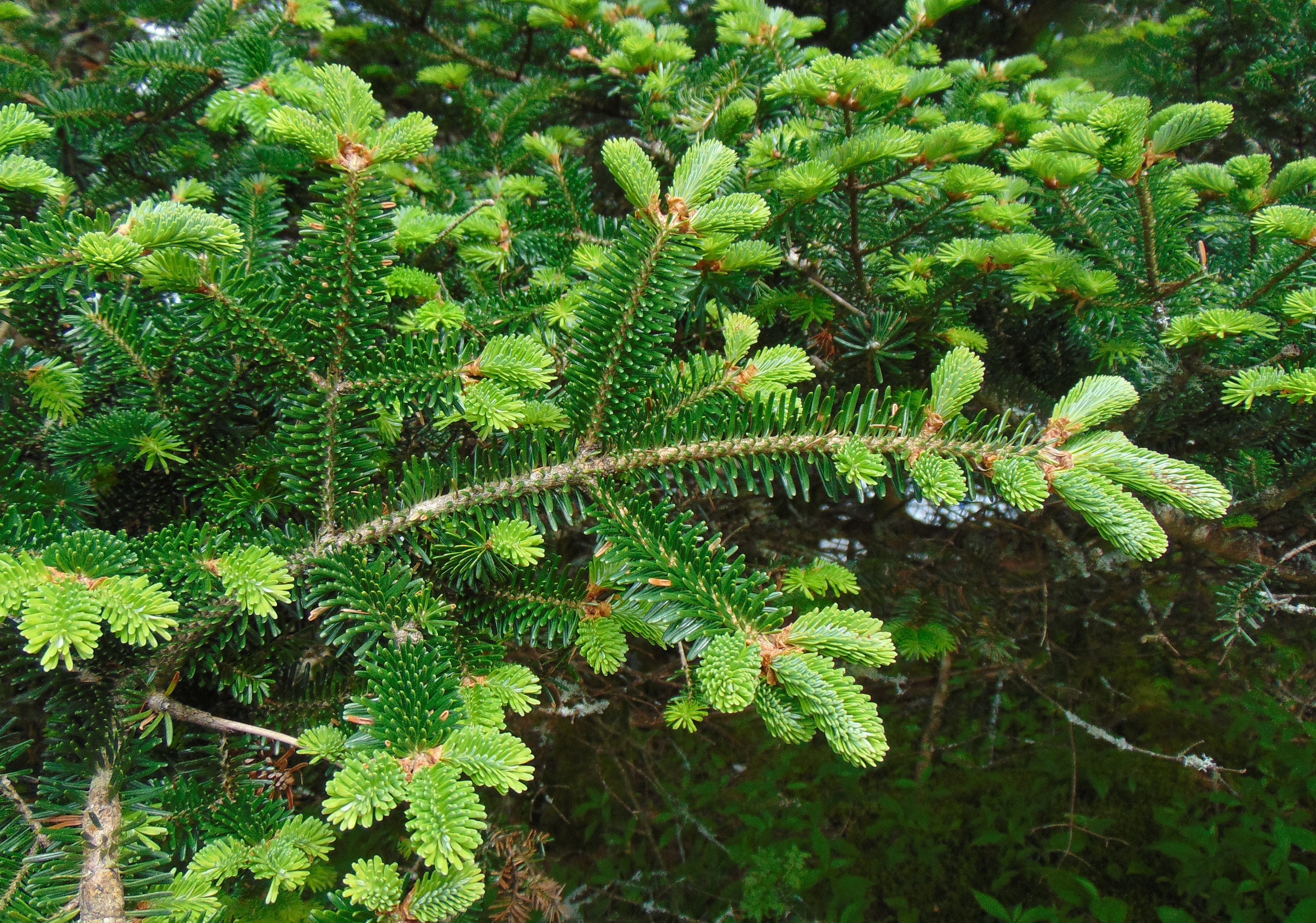 Abies Fraseri Fraser Fir