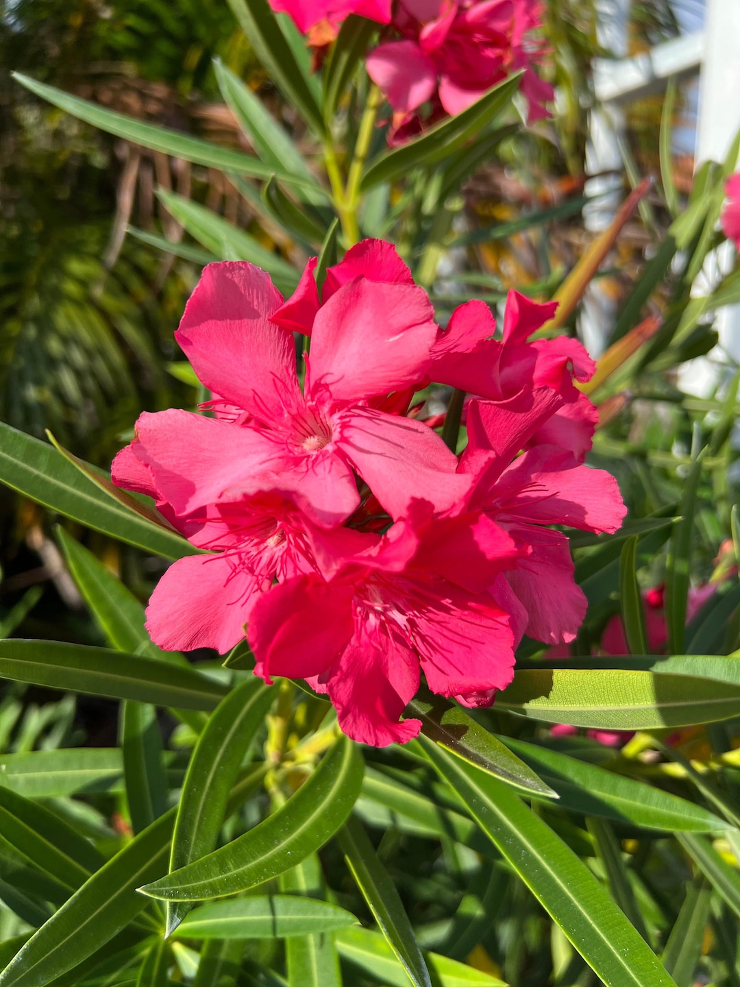 Laurier rose Nerium oleander 20 graines - Etsy France