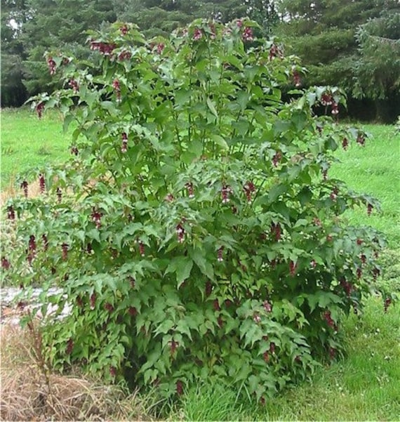 Himalayan Honeysuckle Leycesteria Formosa