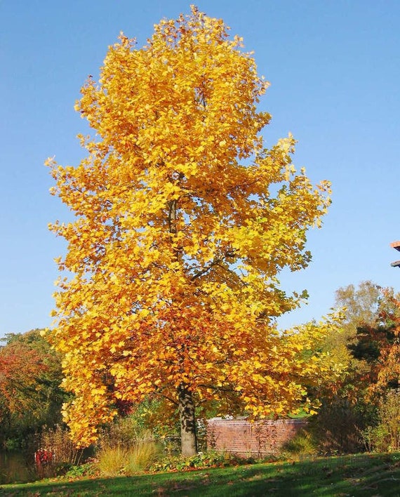 Liriodendron Tulipifera Tree