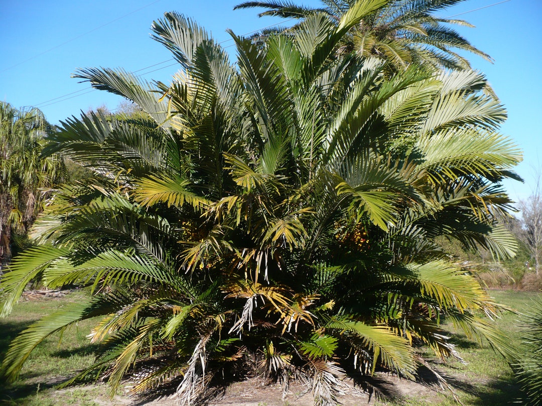Formosa Palm Arenga Engleri 20 Seeds USA Company - Etsy