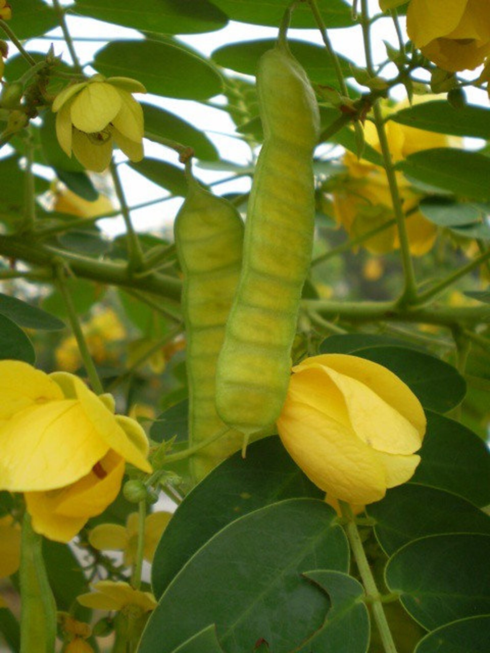 Golden Cassia Senna Surattensis 50 Seeds - Etsy