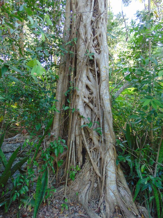 Strangler Fig Tree Drawing