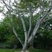 Monkey Earpod Tree Enterolobium Contortisiliquum 20 Seeds USA Company ...