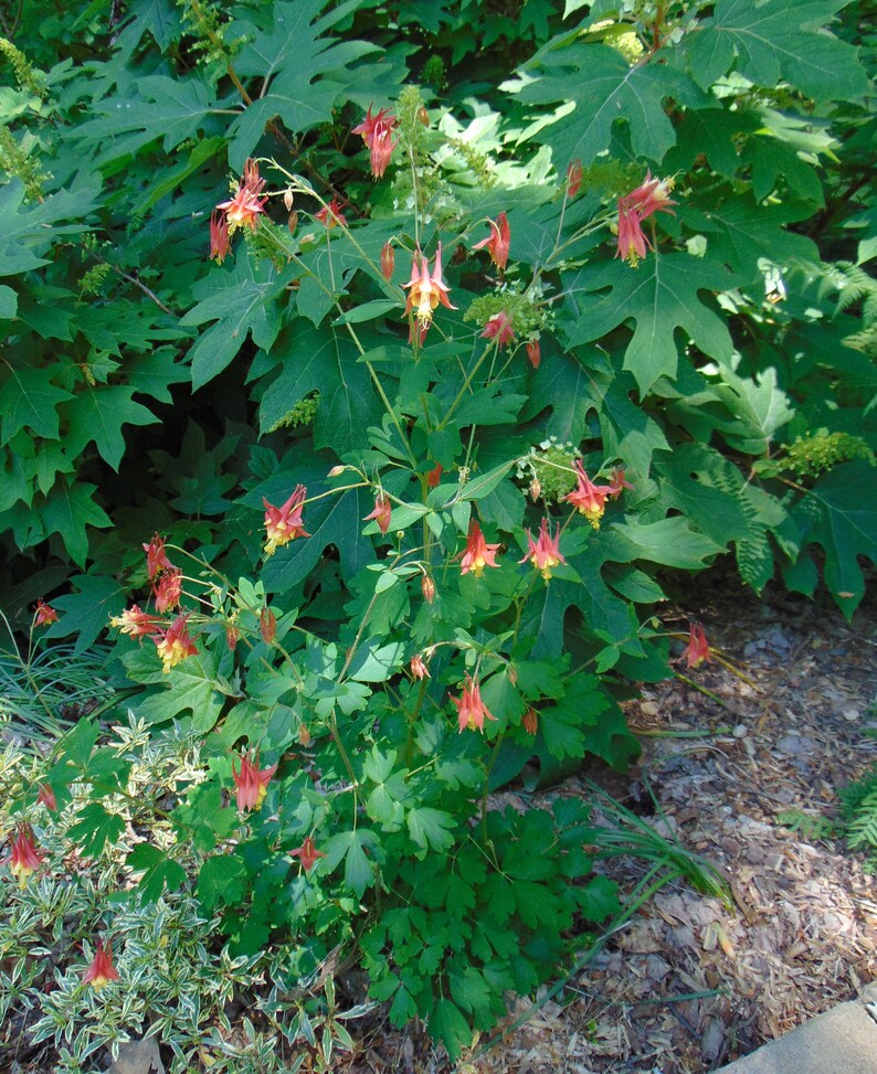 Wild Columbine Eastern Red Columbine Aquilegia Canadensis 20 - Etsy