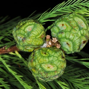 Montezuma Cypress Taxodium Mucronatum 100 Seeds - Etsy