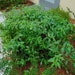 Scorpion-tail Butterfly Heliotrope Heliotropium Angiospermum 20 Seeds ...