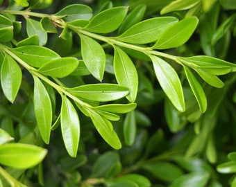 Seeds for Planting, Buxus Microphylla Sinica Seeds, Chinese Boxwood ...