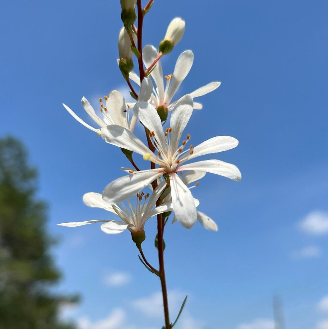 Tarflower Native, Flowering Shrub 50 Seeds Bejaria Racemosa - Etsy