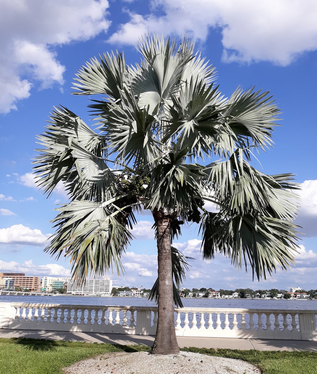 Bismarck Palm Bismarckia Nobilis 10 Seeds - Etsy