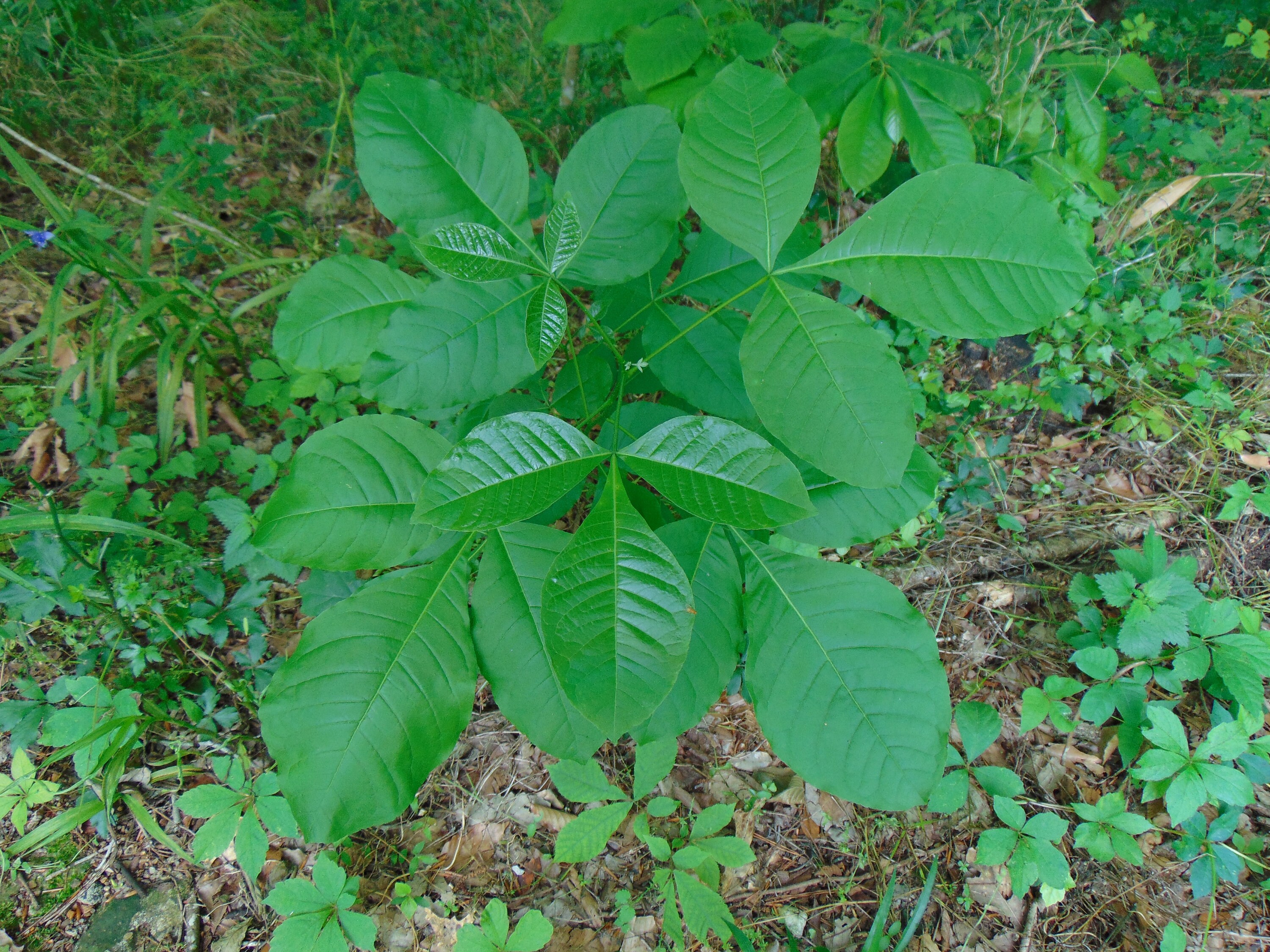 Hop Tree Ptelea Trifoliata 20 Seeds - Etsy